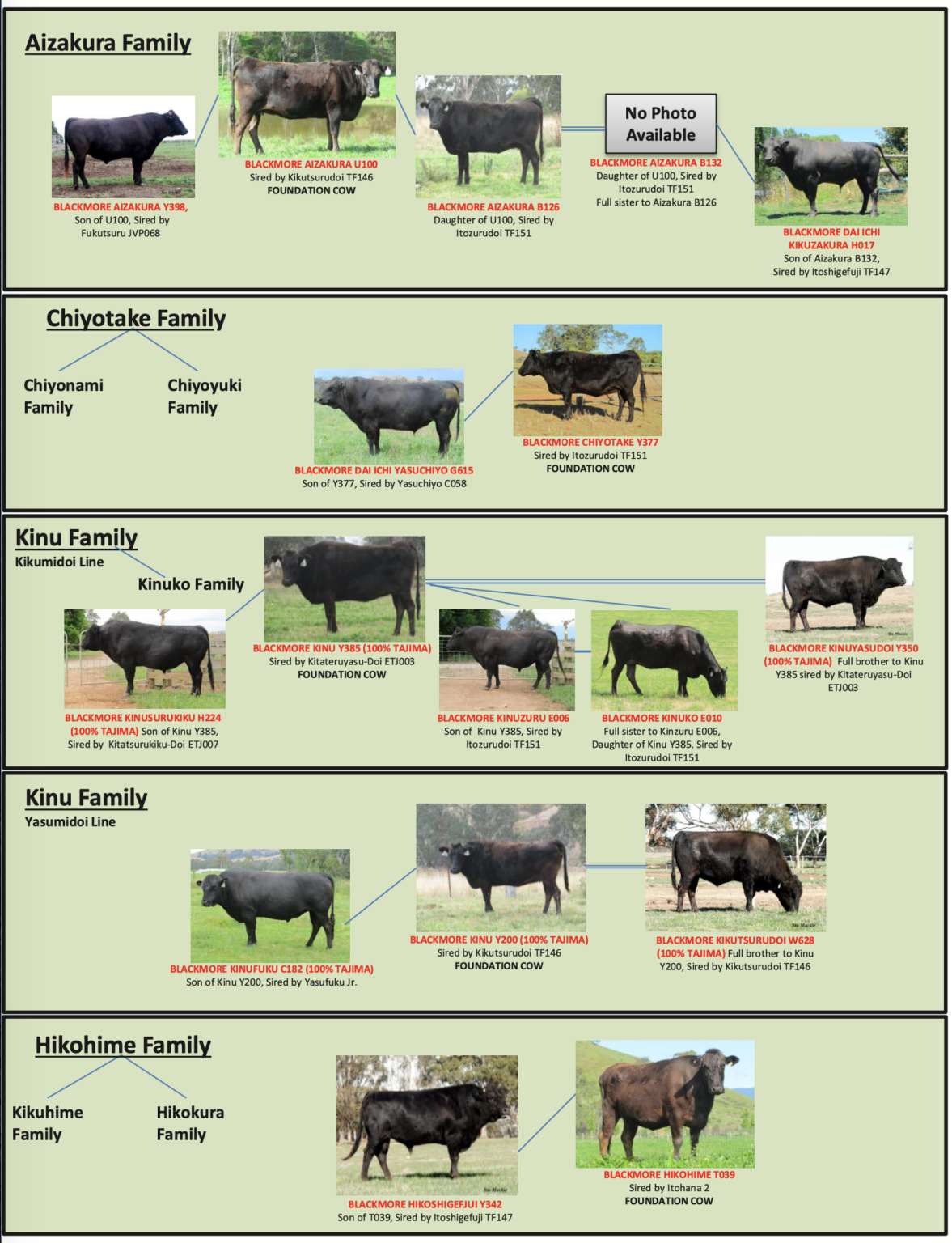 Blackmore Wagyu – Wagyu365