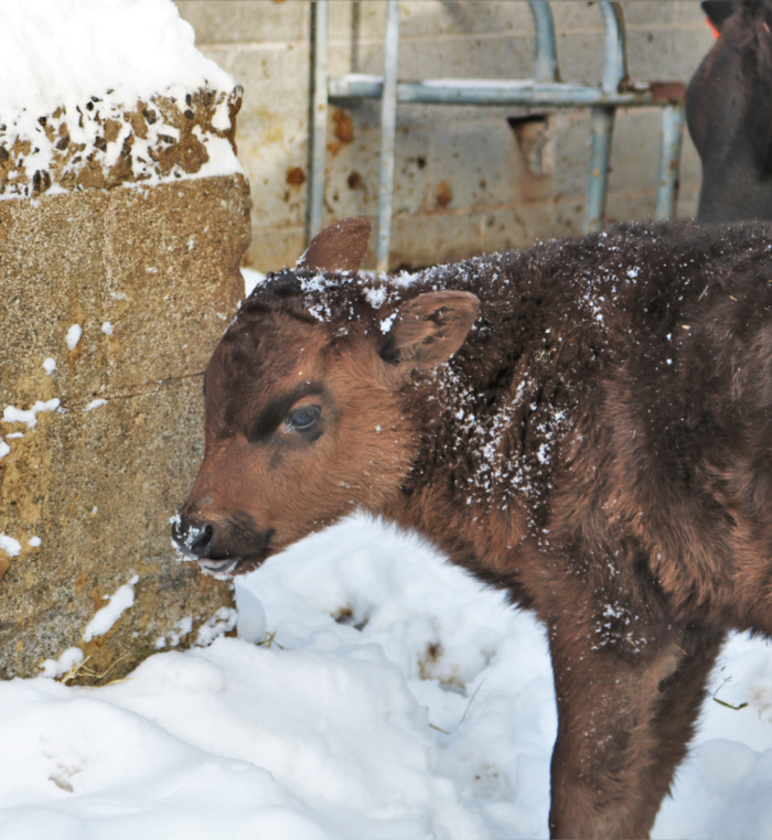 The Impact of Cold Stress – Wagyu365